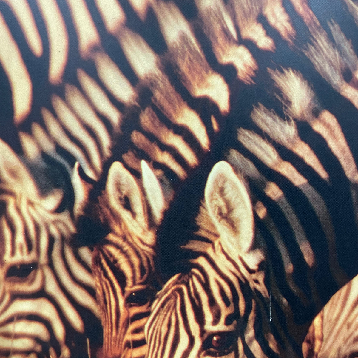 Framed Zebra Print (Wall Size) – Éco-Dépôt Montréal